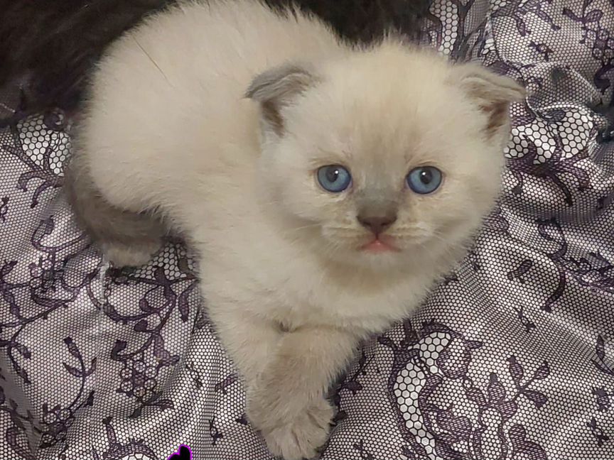 Шотландско британские котята