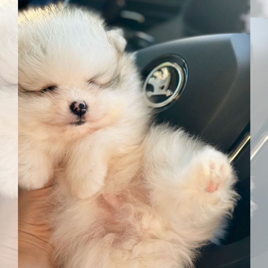 Малышня щенки шпица 1мес