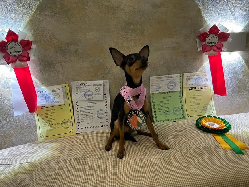 Пражский крысарик для вязки