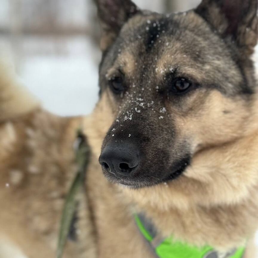 Спасите Тришу из приюта