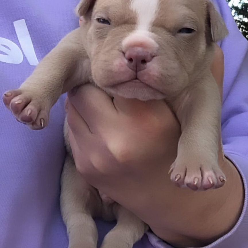 Мальчик булли покет от привозных родителей