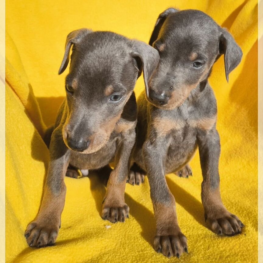 Щенки добермана голубого окраса