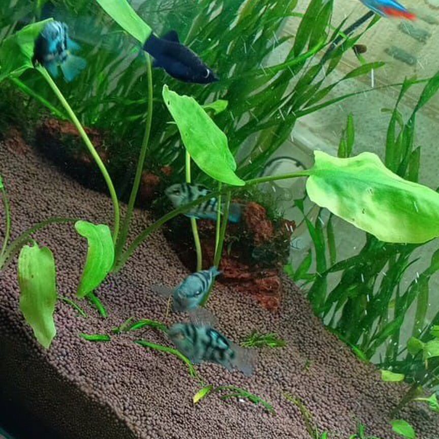 Аквариумные рыбки Сапфировый попугай