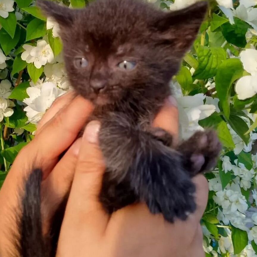 Котёнок в добрые руки