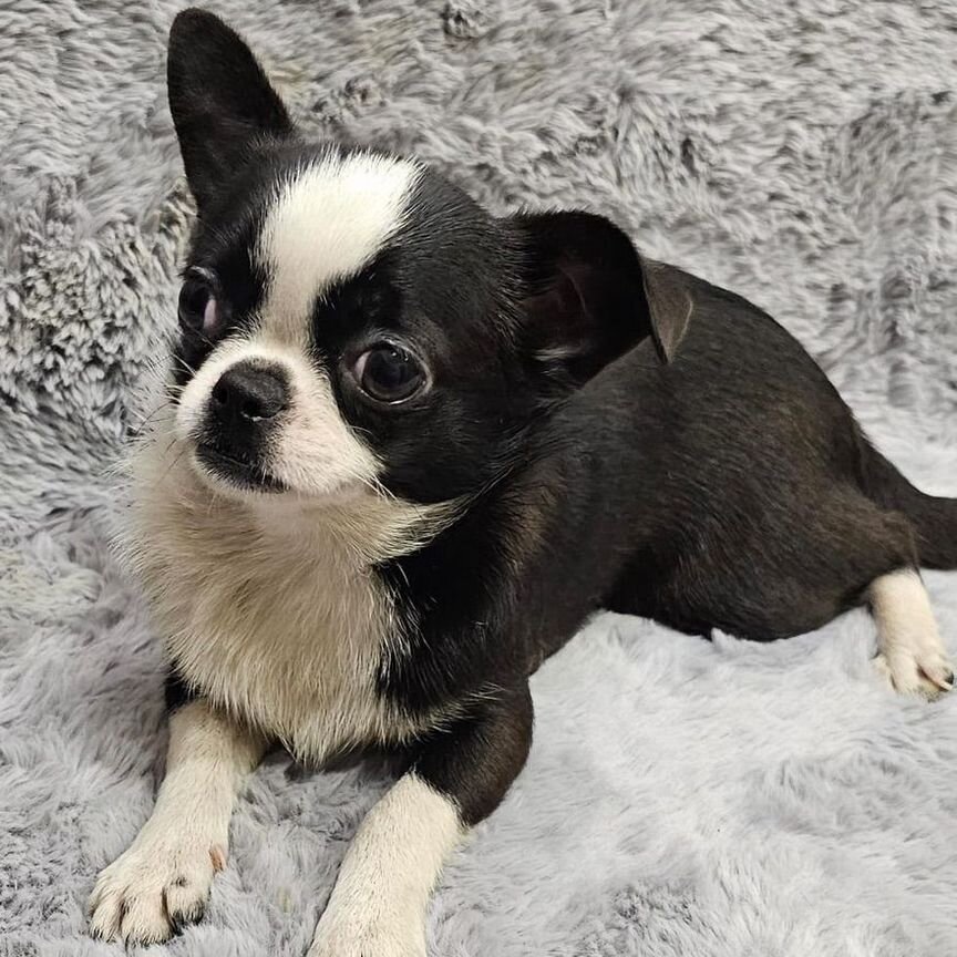 Чихуахуа, щенок