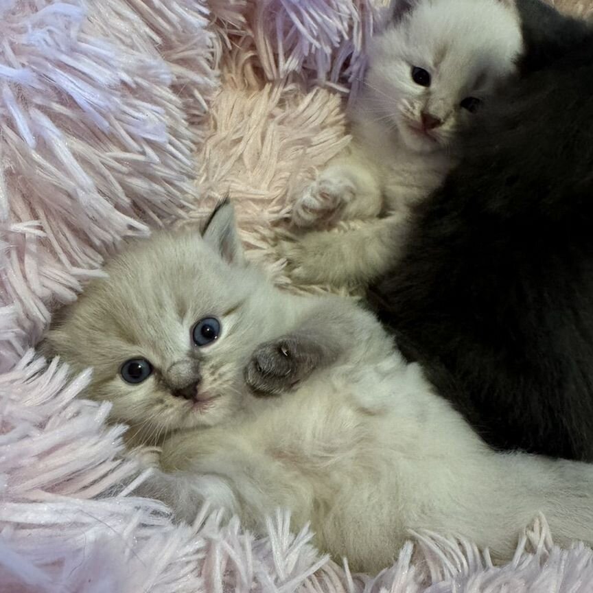 Продам котят