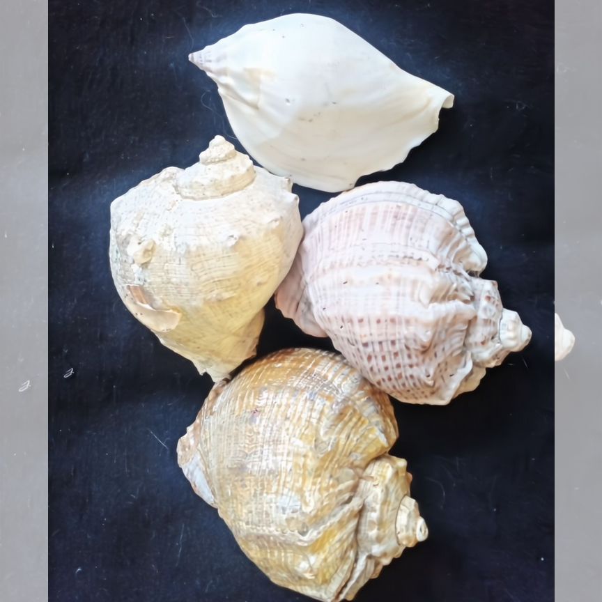 Ракушки рапаны 4 шт