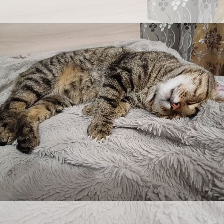 Вязка кота