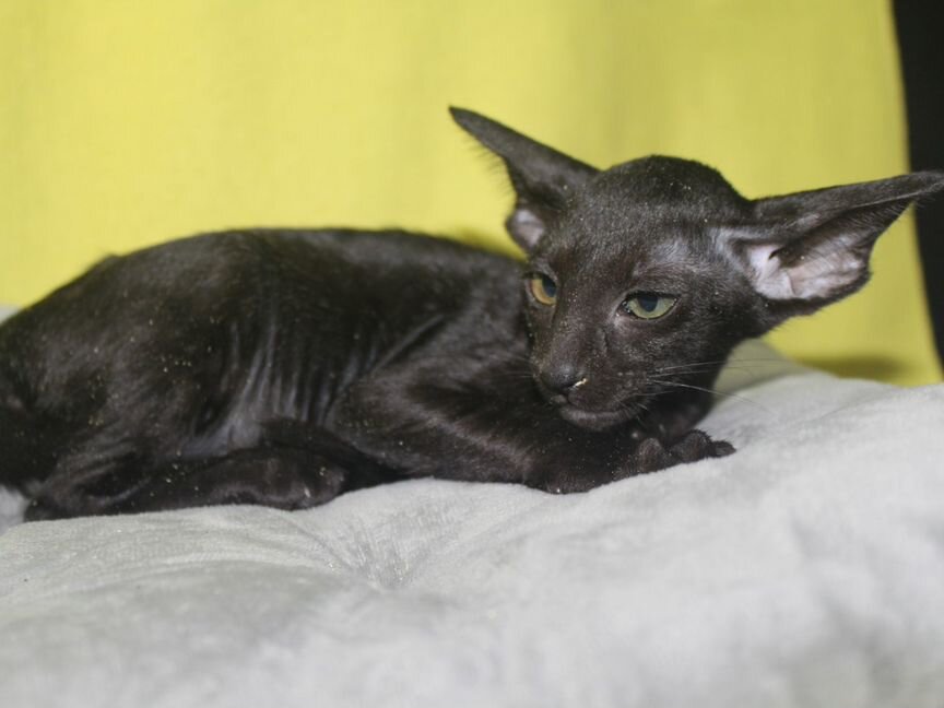 Ориентальная принцесса