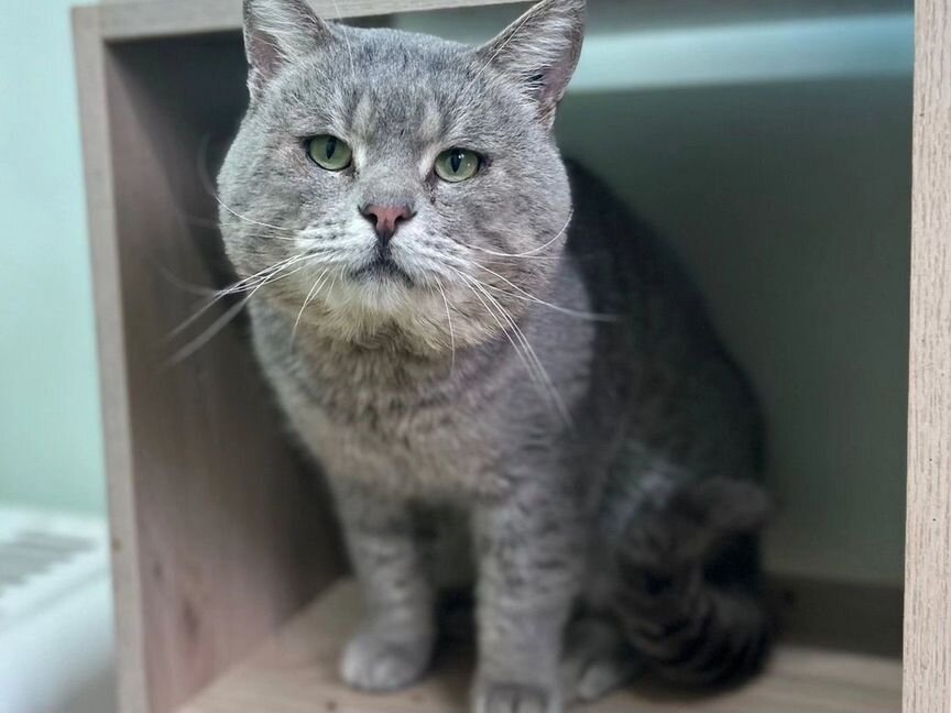 Шикарный барс