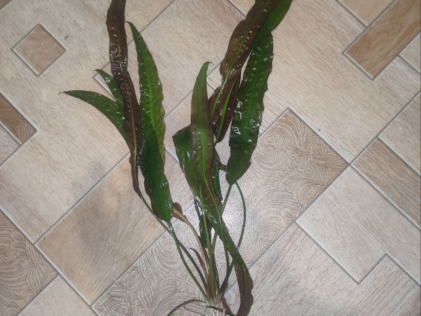 Криптокорина вендта