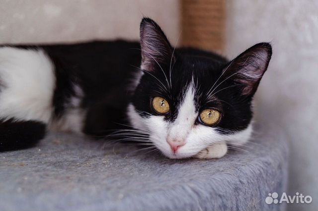 Кошка в добрые руки