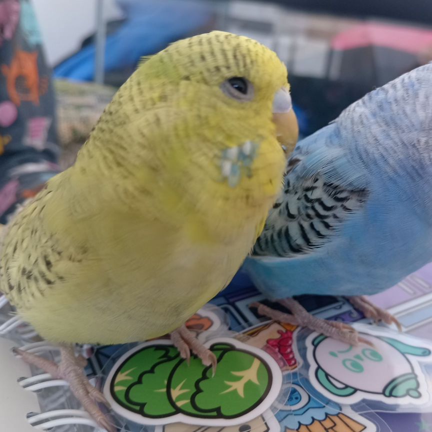 Попугай волнистый ввп Чех