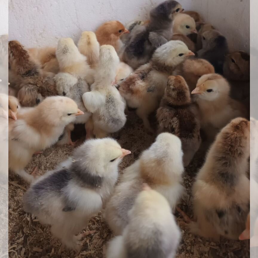 Цыплята несушки