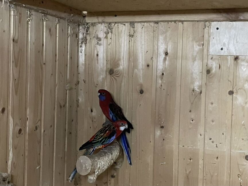 Пара пенантовых розелл