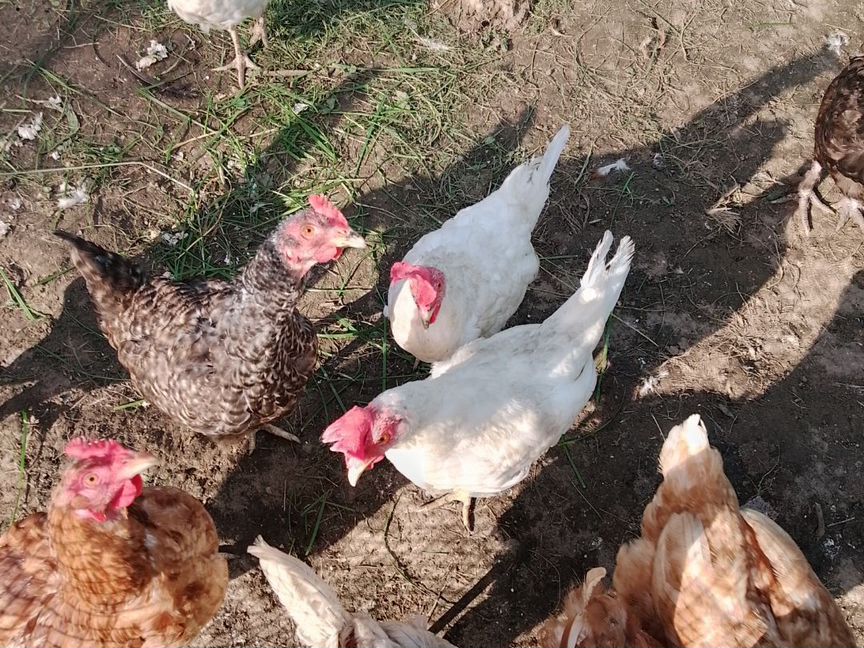 Куры несушки