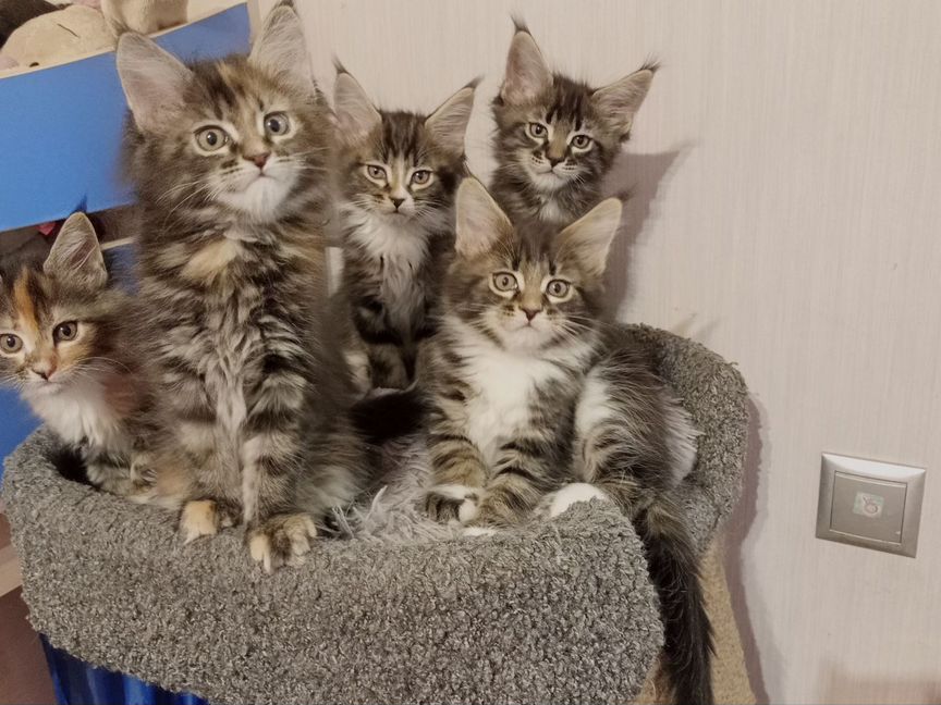 Шикарные мейнкунята с докуументами