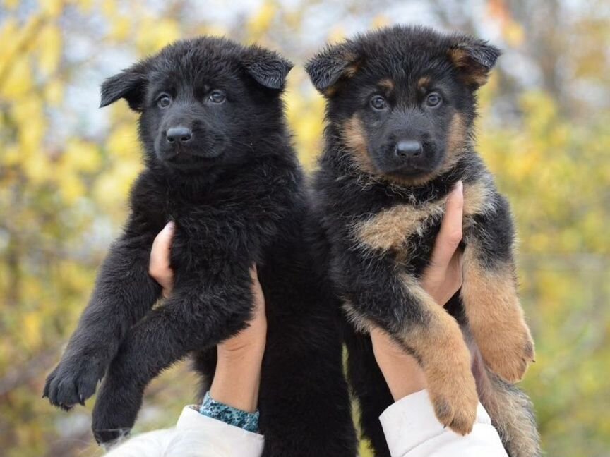 Здоровые,крупные,толстолапые щенки немецовчарок