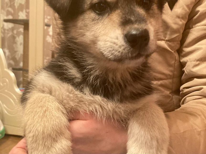 Щенки немецкой овчарки