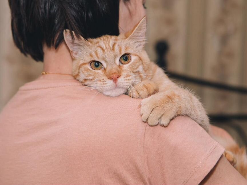 Котята в добрые руки бесплатно