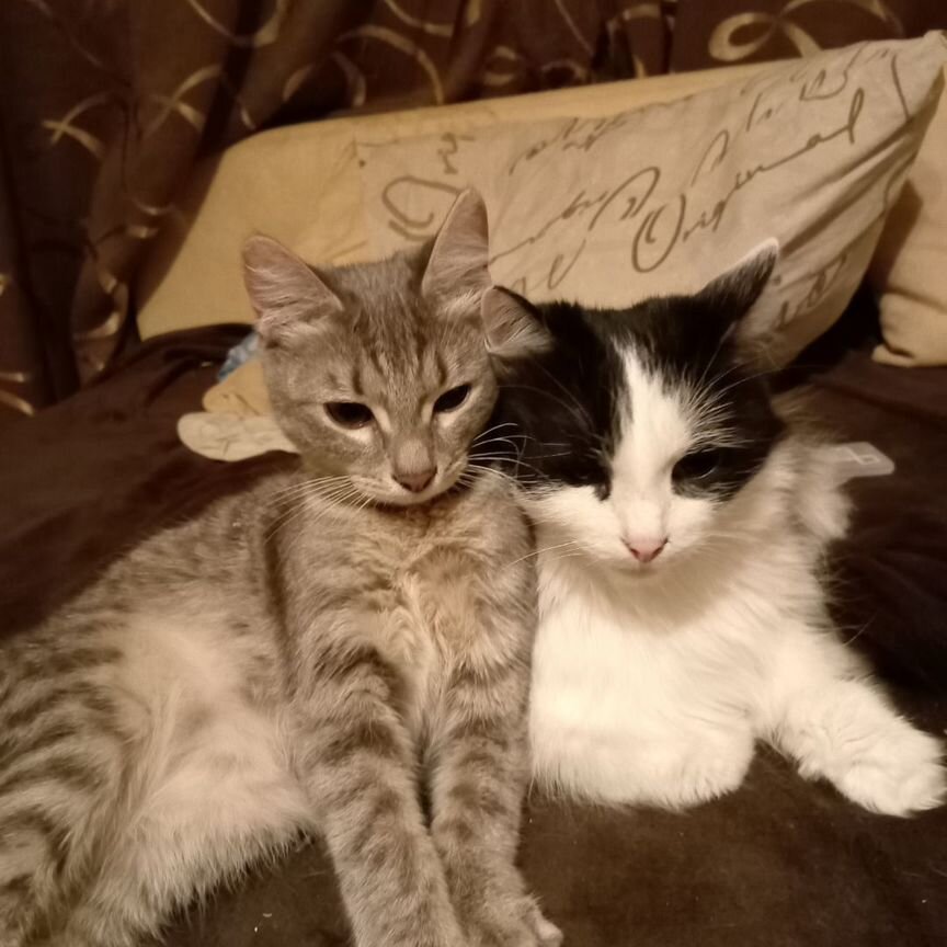 Кошечка 5 месяцев, очень ласковая и дружелюбная