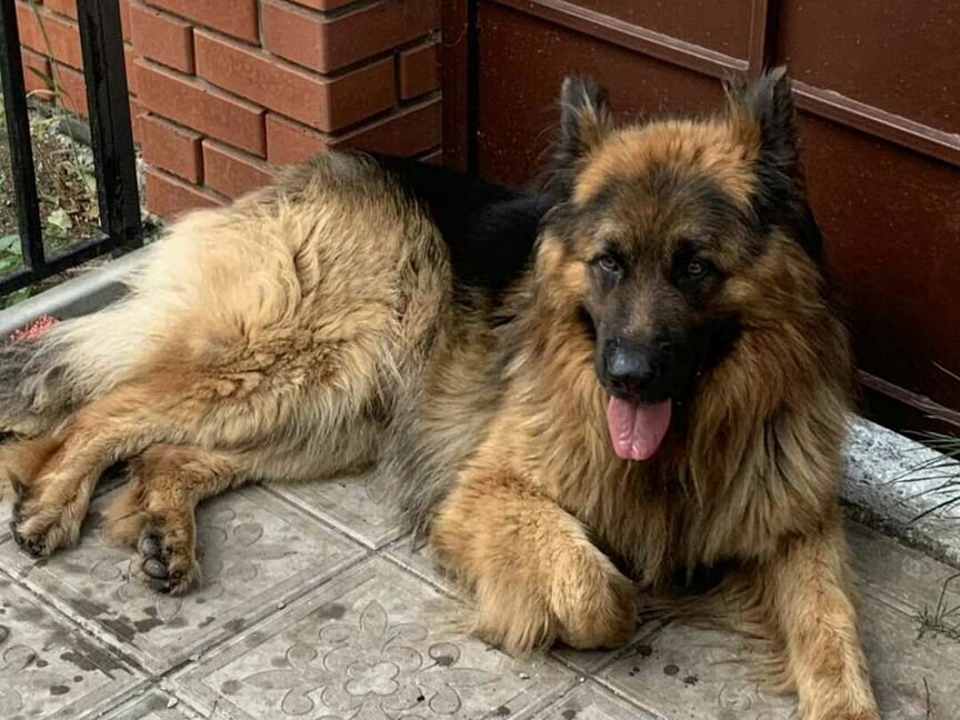 Немецкая овчарка вязка