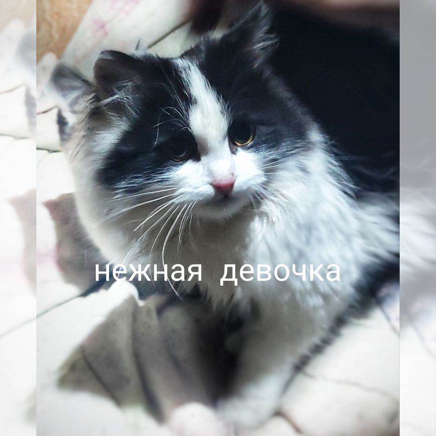 Котята-мышеловы в частный дом