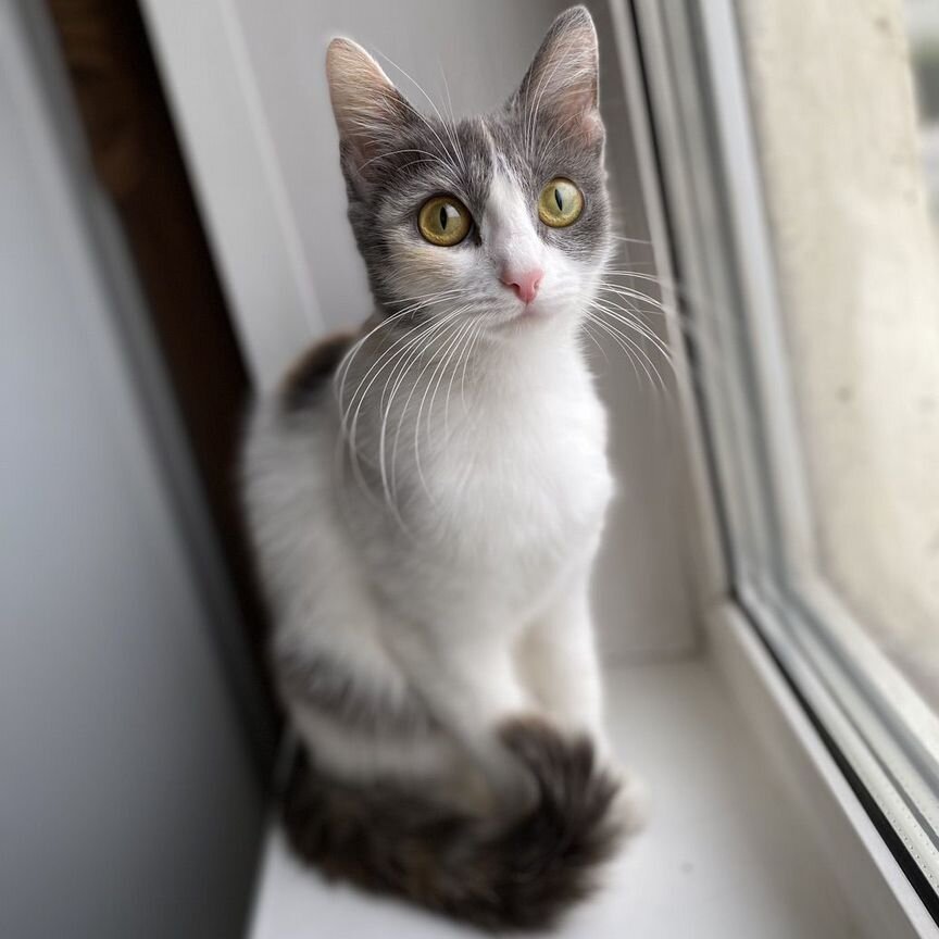 Взрослая, кошка в добрые руки