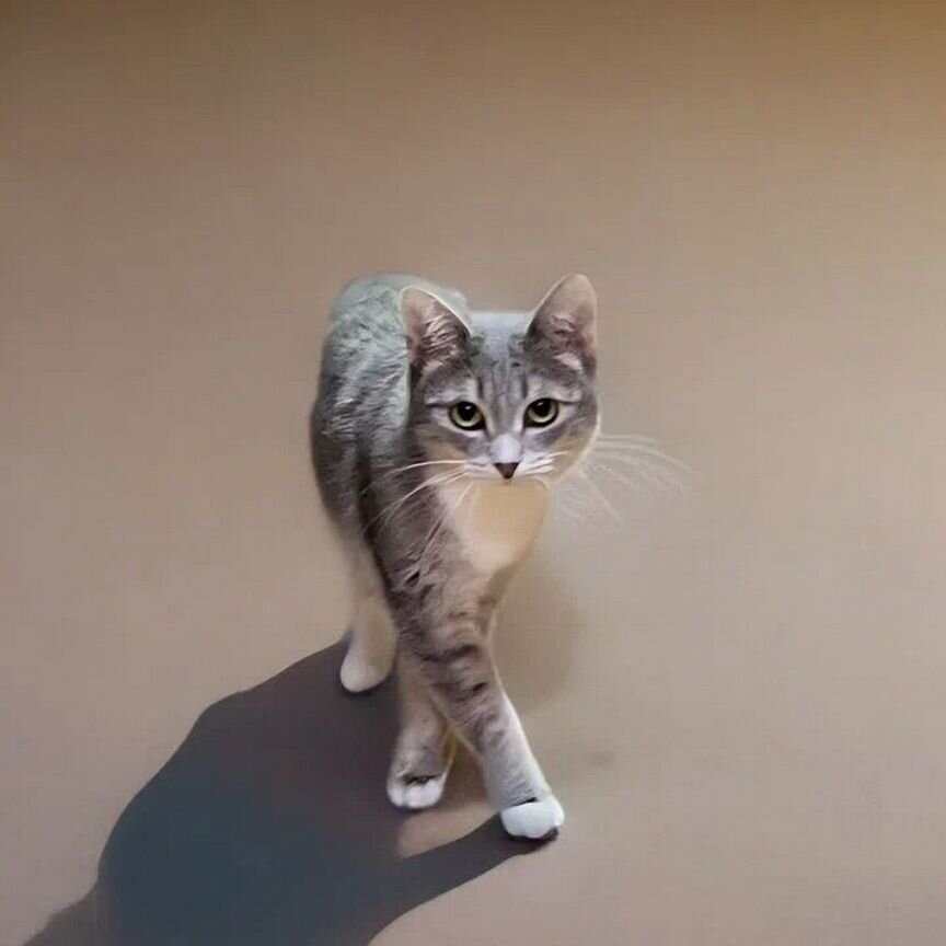 Кошечка Люси 1 годик ищет дом