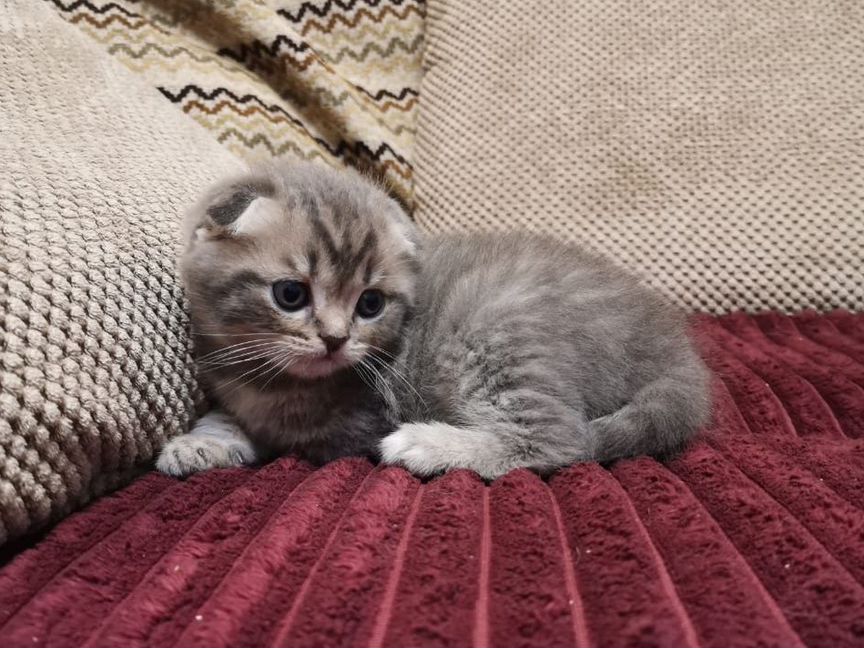 Шотландские и британские котята
