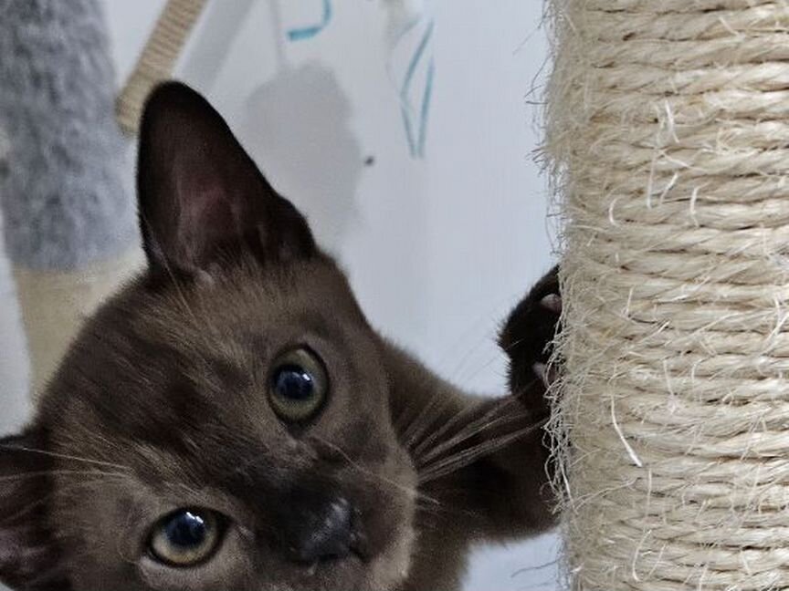 Бурманский котенок