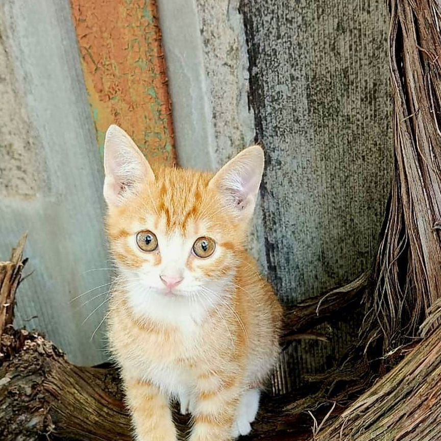 Огненно-рыжий котенок в дар