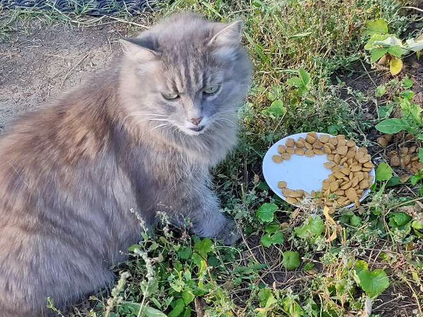 Отдам кошку в добрые руки