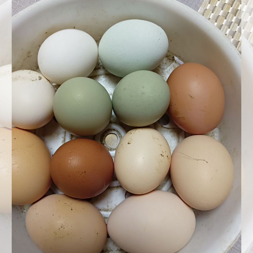 Инкубационное яйцо помесь разных пород