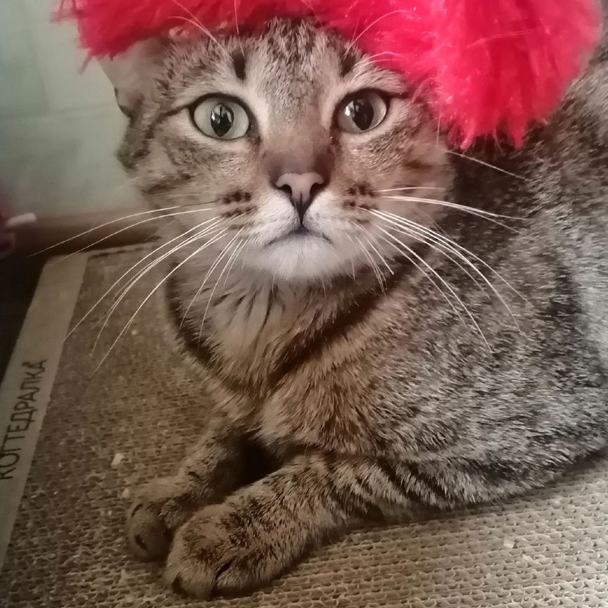 Мама кошка и котята