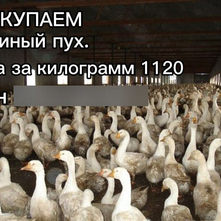 Покупаем пух