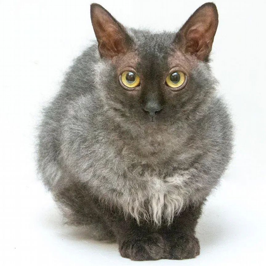 Породистый котик в дар