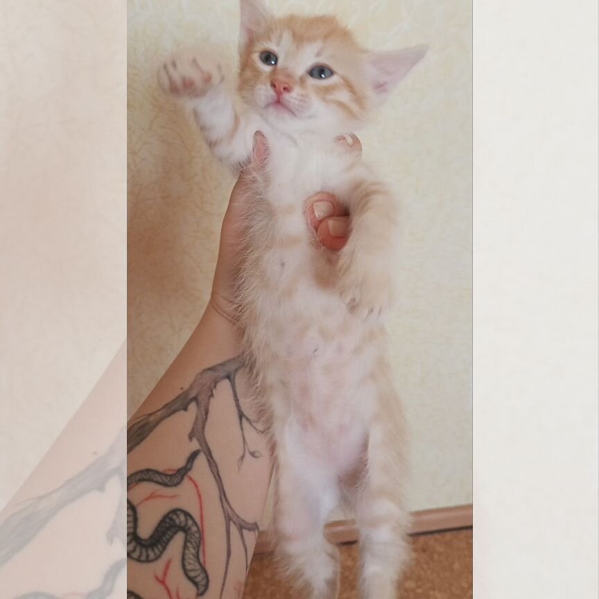 Котёнок в добрые руки