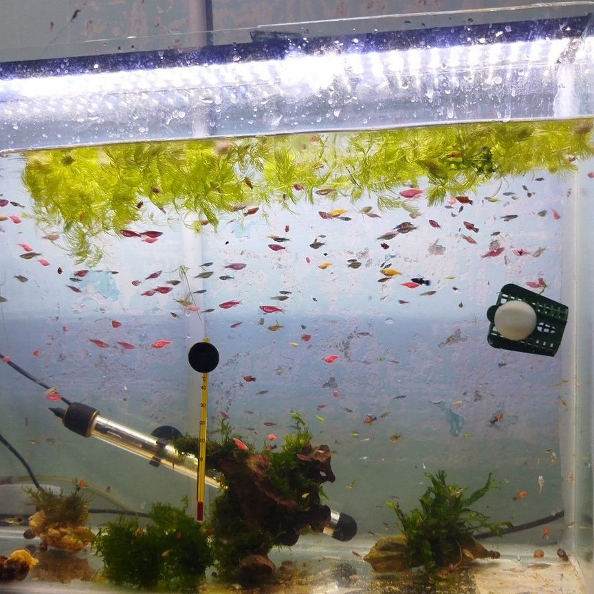 Донио и пицилии мальки большие месяца любой 20р ш