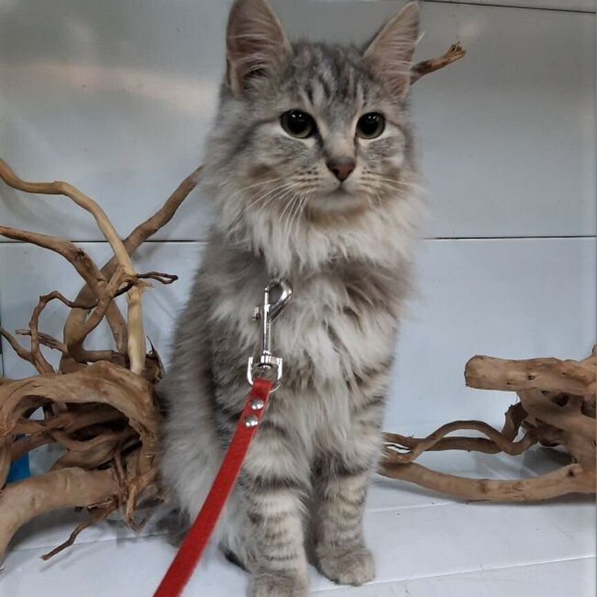 Котёнок-подросток в Добрые руки (5мес.)