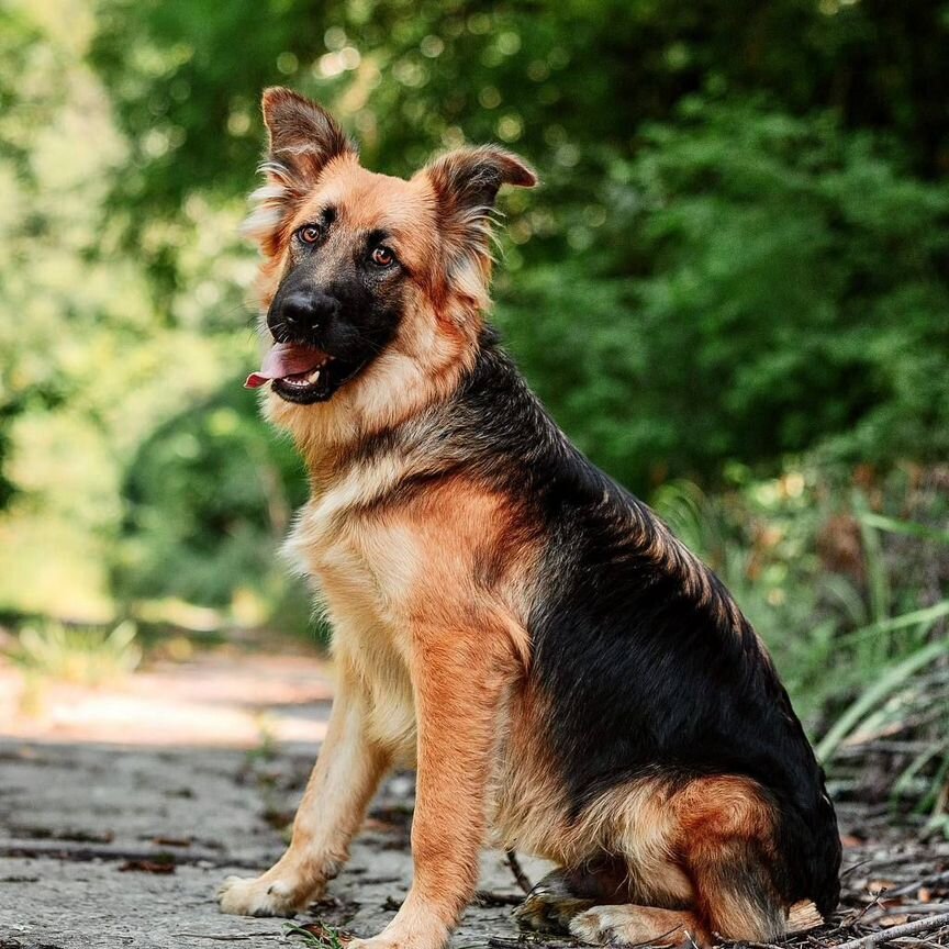 Немецкая овчарка