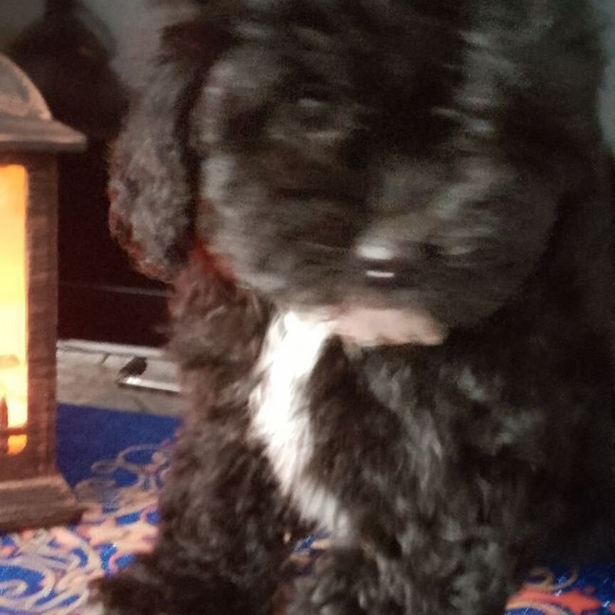 Пудель, щенок