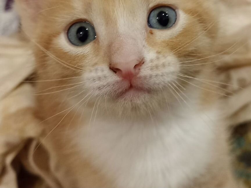 Замечательные котятки