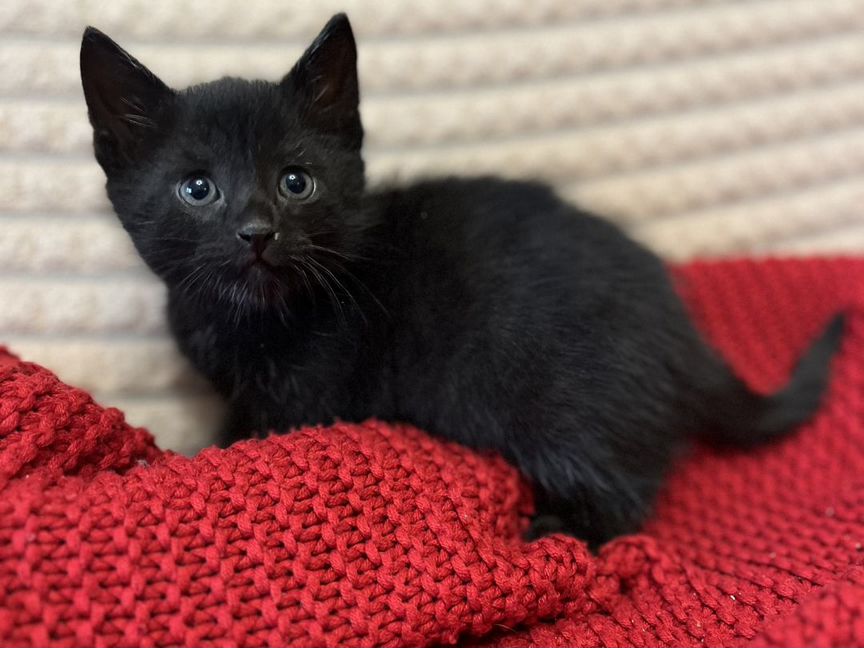 Отдам в добрые руки