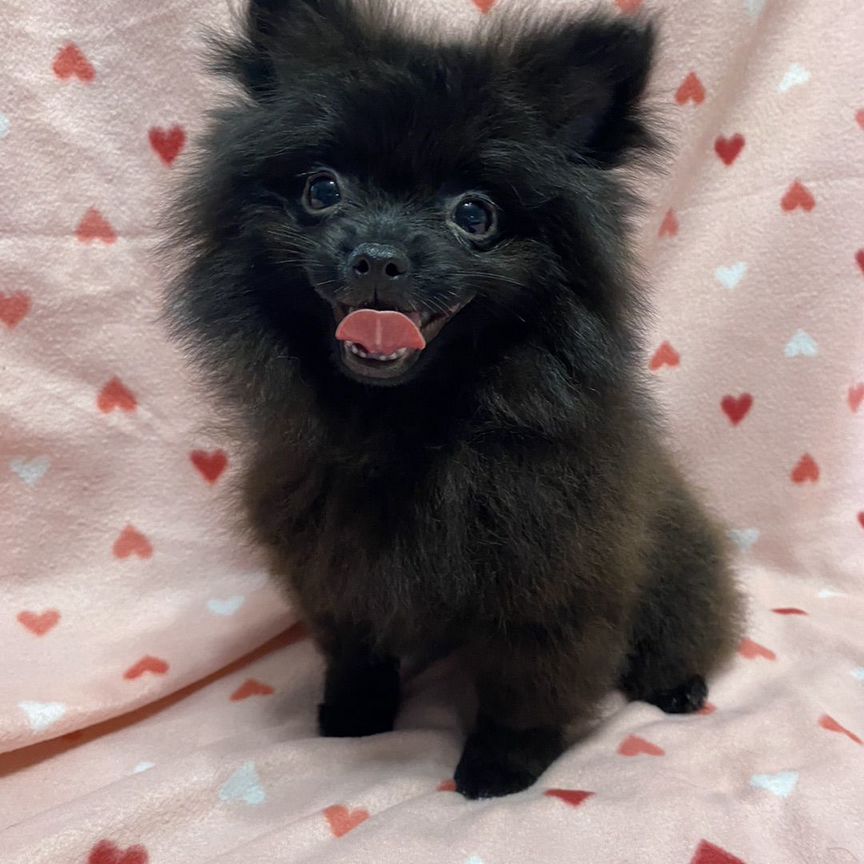 Померанский шпиц 4.6 мес от чемпиона