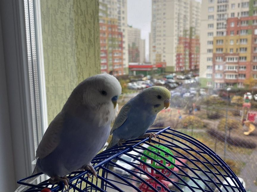 Продам попугаев самец и самка