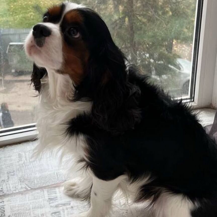 Предлагется кобель кавалер кинг чарльз спаниель