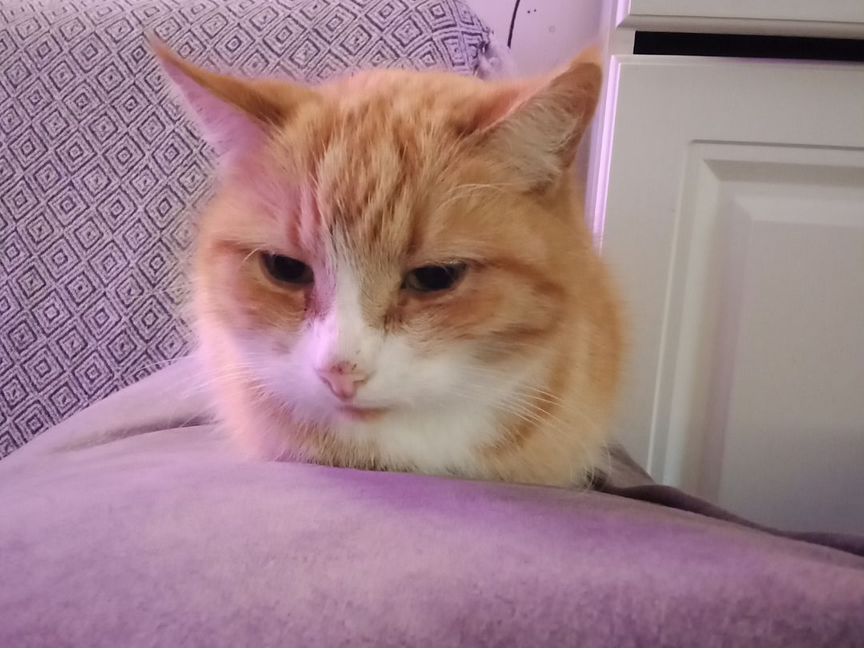 Кошка в дар