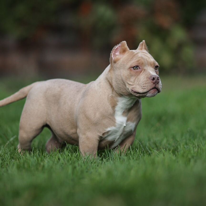 Крутой парень булли покет