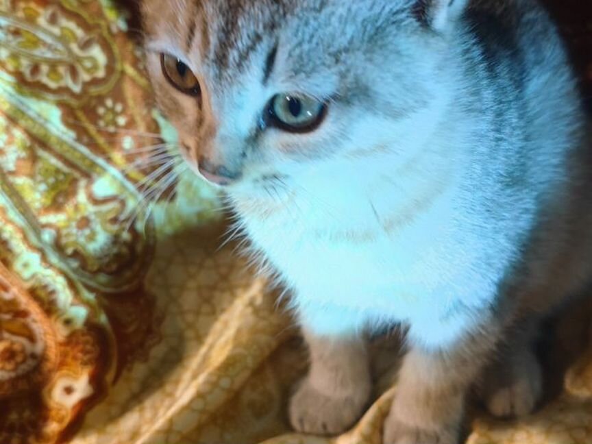 Котейка Котёночек котенок